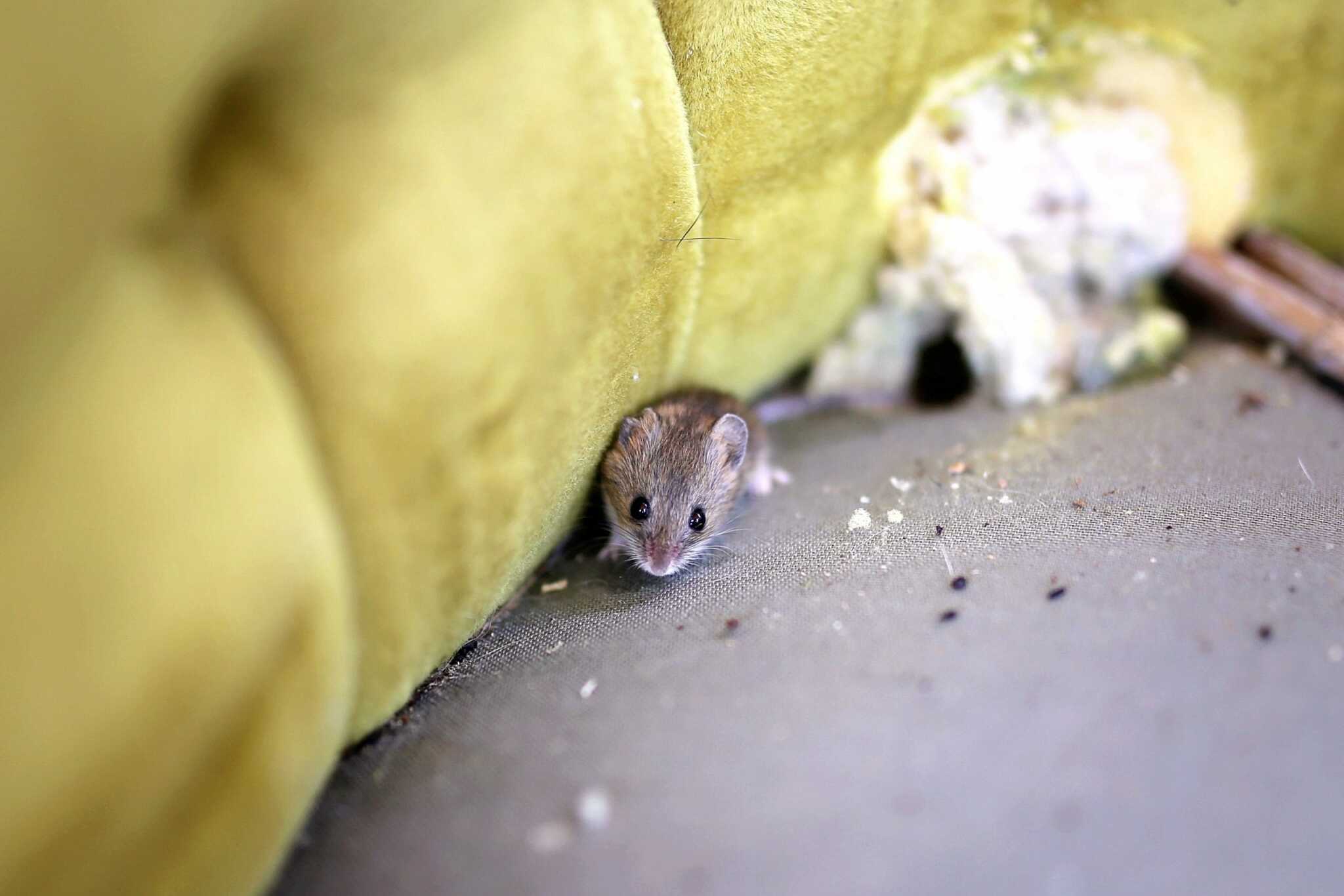 Bio-Clean Rodent Cleanup Services